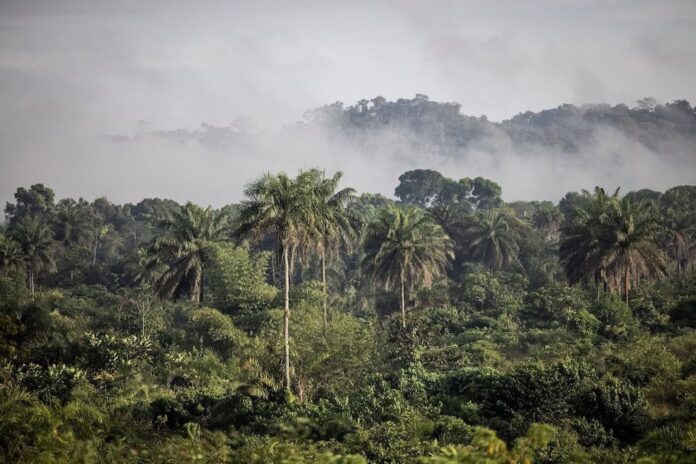 Liberia: Blue Carbon Credit Deal Seeking 2.5 Million Acres Blocked in ...